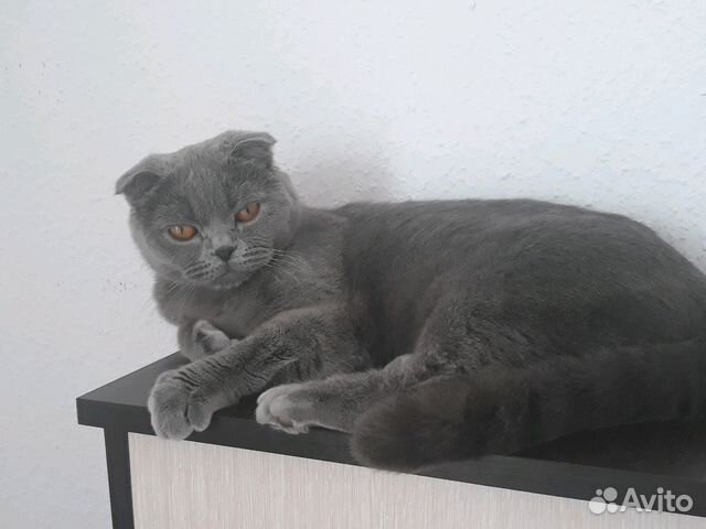 Вислоухая шотландская кошечка ищет жениха на вязку