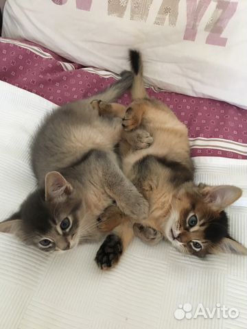 Абиссинские котята