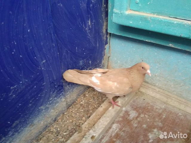 Бойный голубь