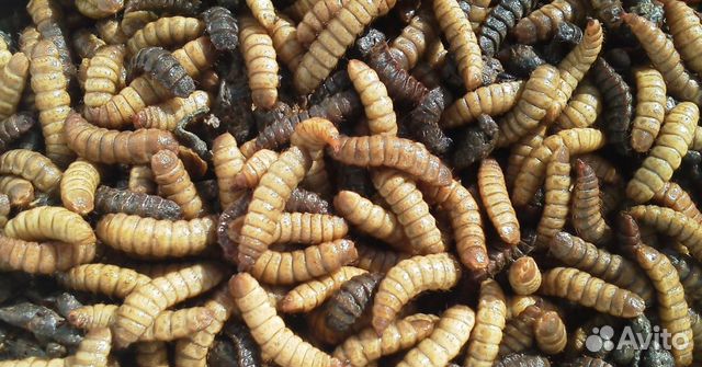 Чёрная Львинка - личинки