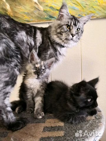 Мейнкунчики