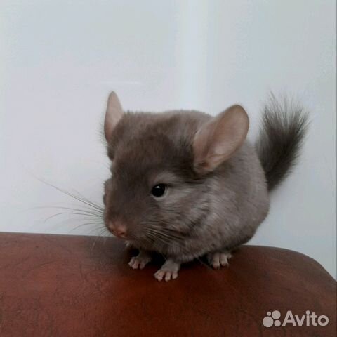 Шиншилла пастелька