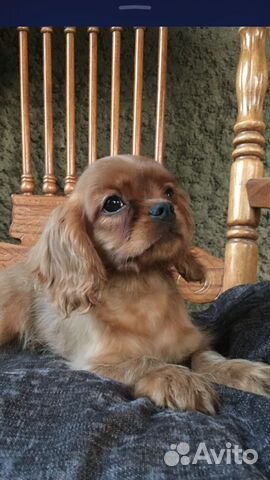 Кавалер Кинг Чарльз Спаниель