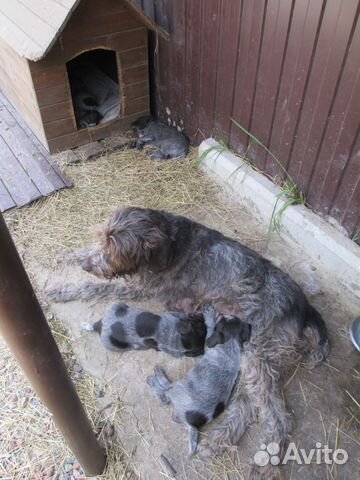 Щенки дратхаара