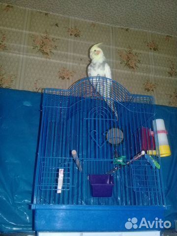 Нимфы