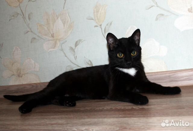 Молодая кошечка, 10 мес., Маришка в дар