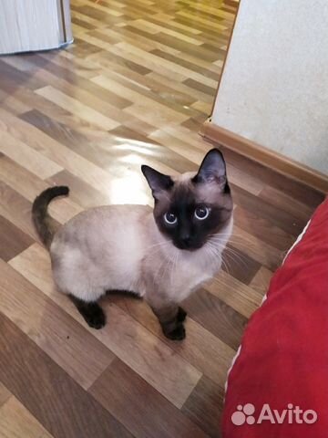 Тайский, сиамский кот вязка