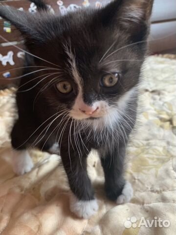Котёнок