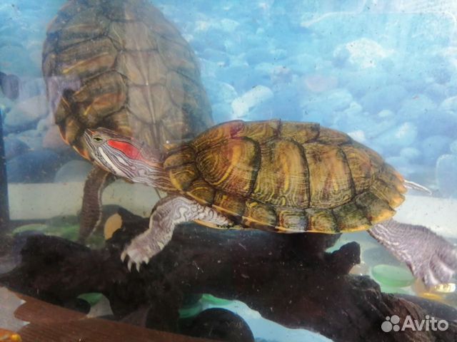 Красноухие черепашки