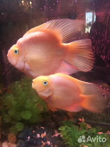 Рыба попугай