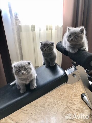 Котята Британцы
