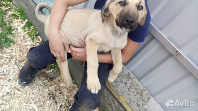 Волкодав щенок