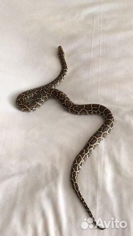 Тигровый питон