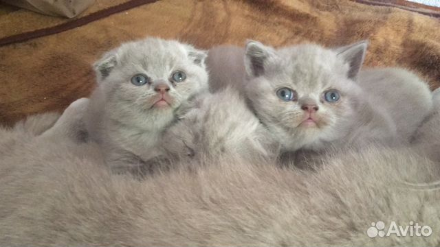 Британские котята