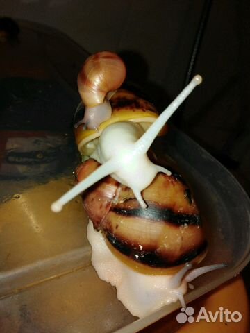 Архахатина маргината сутуралис