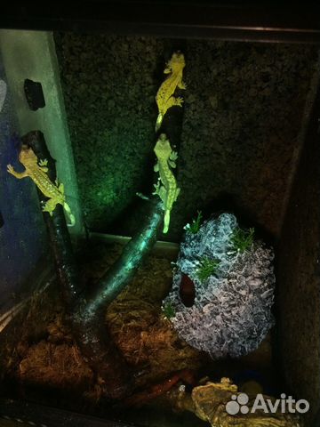 Реснитчатые бананоеды