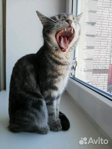 Отдам кошечку в добрые ручки