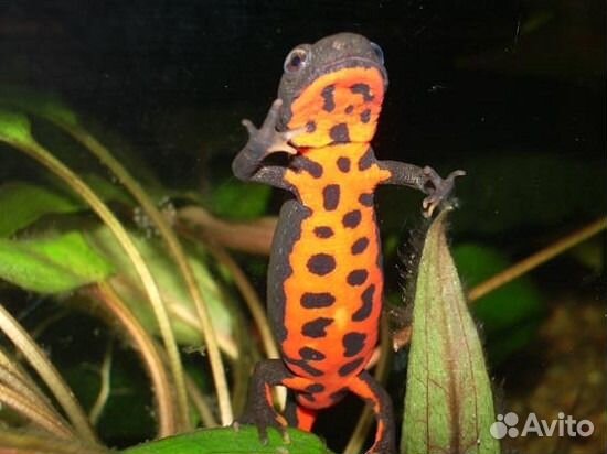 Продам двух китайских огнебрюхих тритонов