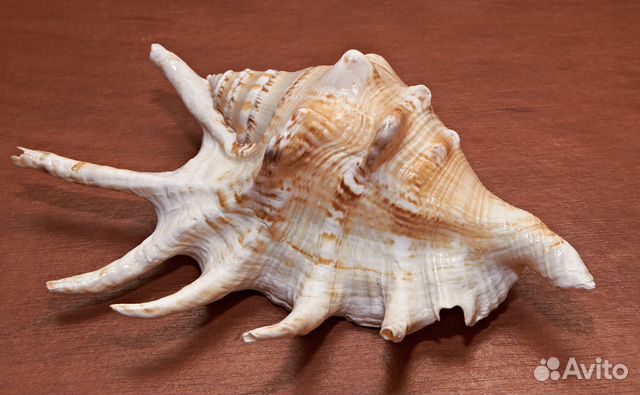 Морская раковина, новая