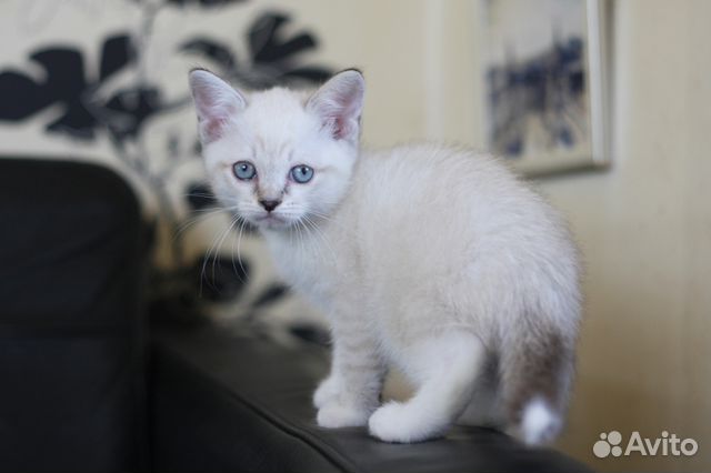Котята