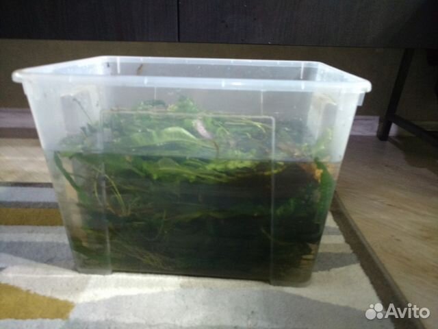 Прополка аквариума