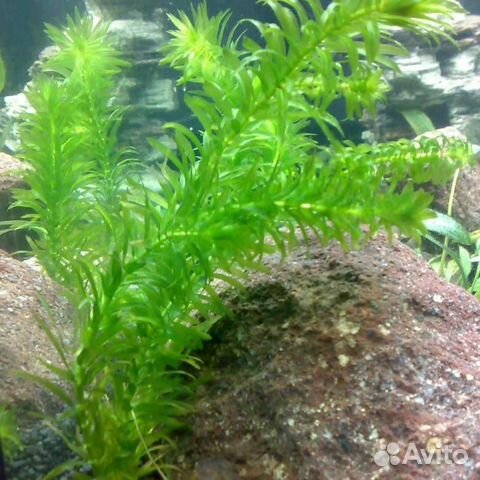 Аквариумное растение элодея