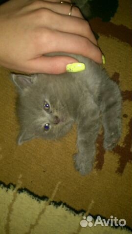 Обращаюсь ко всем не равнодушнымНужно пристроить к