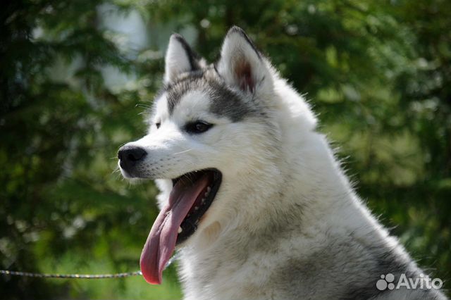 Продается щенок Сибирский хаски (кобель)