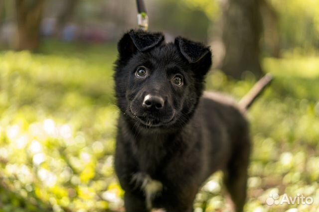 Щенок 4 месяца мальчик в добрые руки