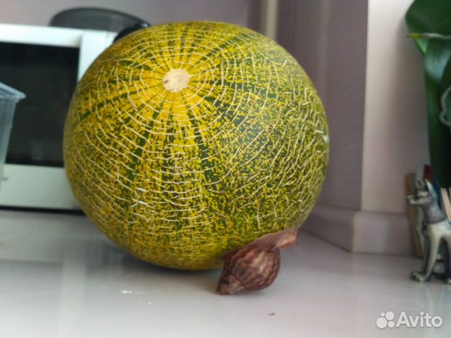 Ахатина гигантская (улитята) бесплатно