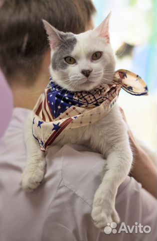 Молодые кошечки метисы Ангоры ищут Новый дом