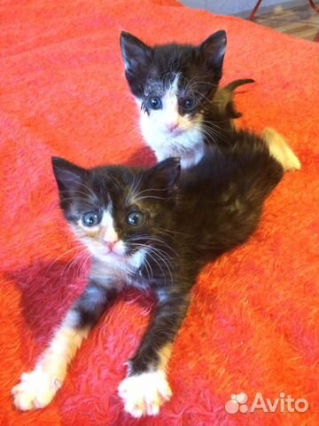 Котята в дар