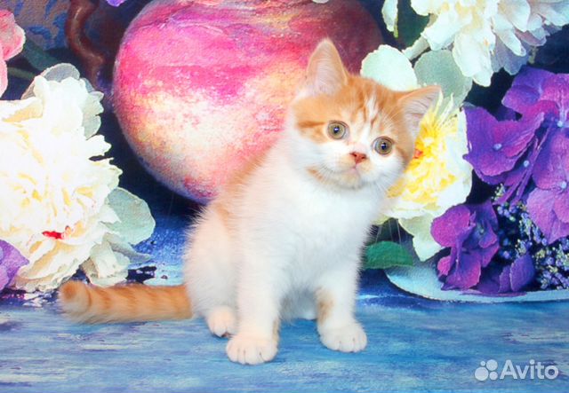 Плюшевый шотландский котенок