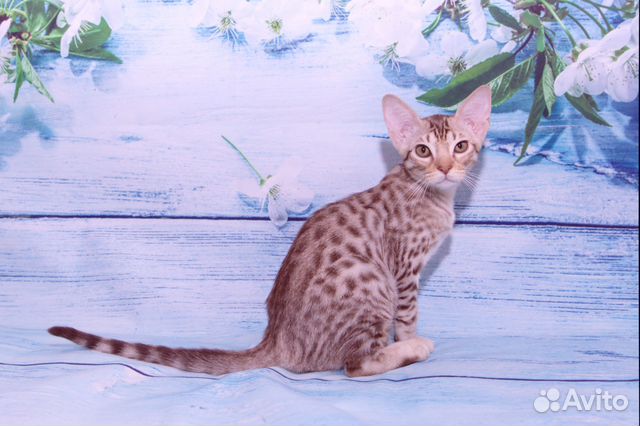 Оцикет котята серебро