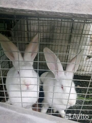 Продаются кролики