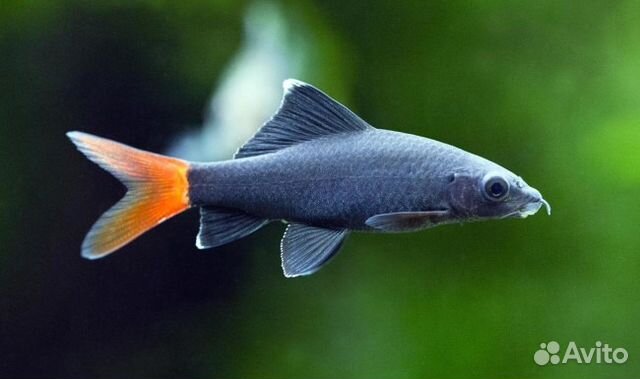 Отдам Рыбку Лабео