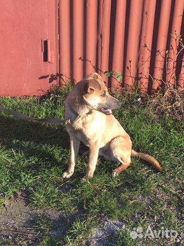 Молодой Кобель 10мес ищет семью