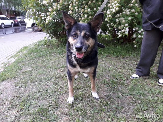 Овчарка альма 7 лет