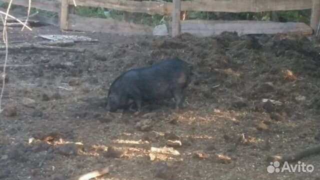 Хряк свинка