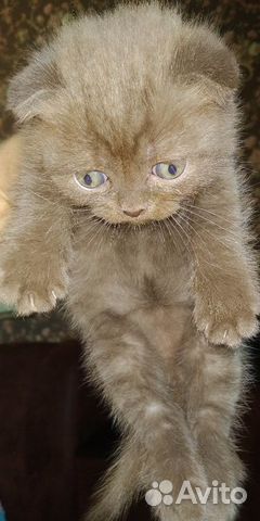Шотландский вислоухий котик