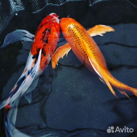 Прудовая рыба - Карп кои