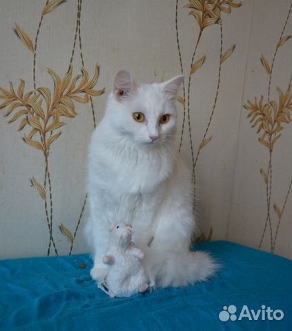 Фенотипичная ангорская кошечка ищет дом