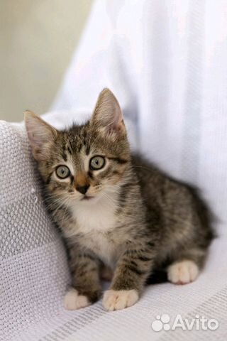 Котёнок Крис (2,5 мес.)