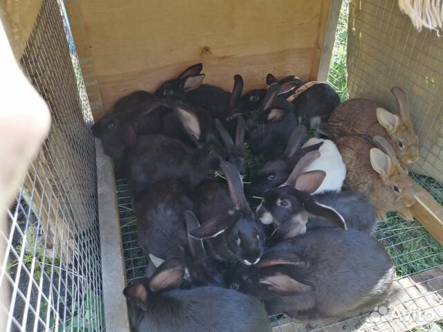 Продам крольчат