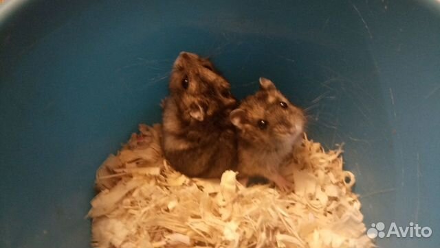 Хомячки,джингарики