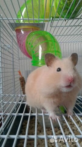 Сирийские хомячки