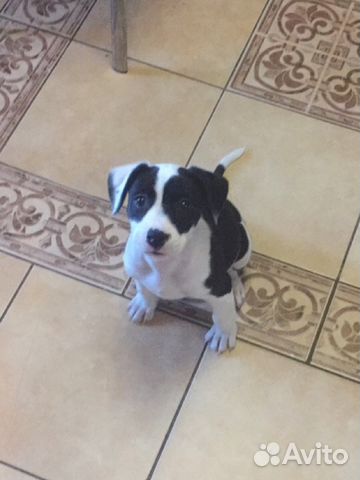 Американский Питбультерьер