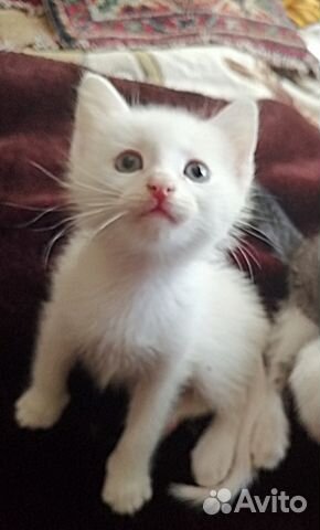 "Пасхальные" котята