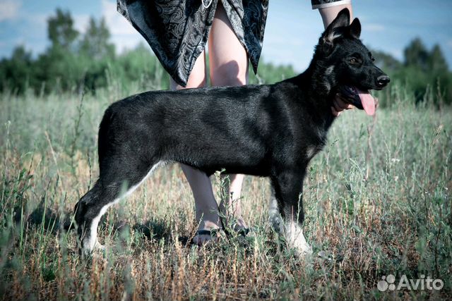 Очень крупная девочка вео