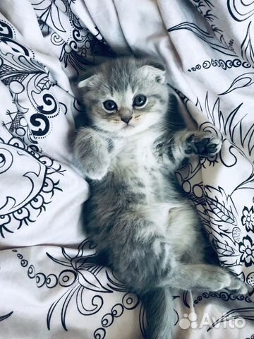 Отдам Шотландскую кошку